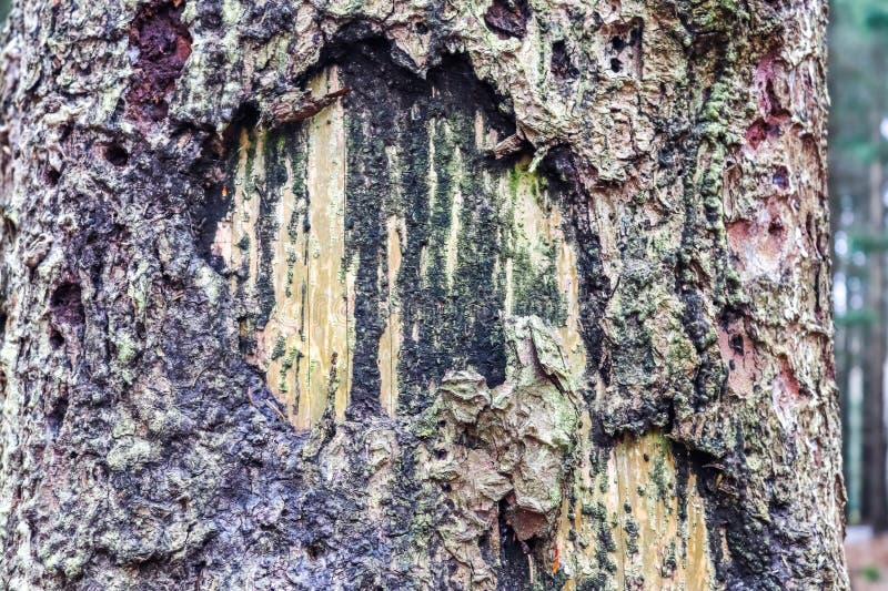 Close Up at Very Detailed Tree Bark Texture in High Resolution Stock ...
