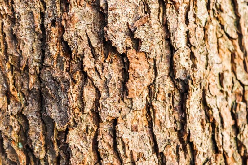 Close Up at Very Detailed Tree Bark Texture in High Resolution Stock ...