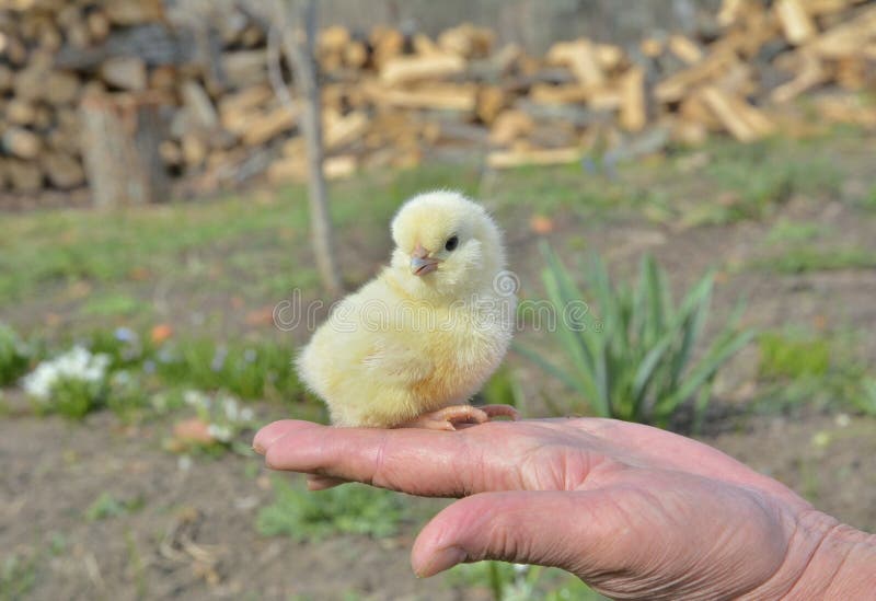 Very small chicken stock image. Image of poultry, outdoor - 116337631
