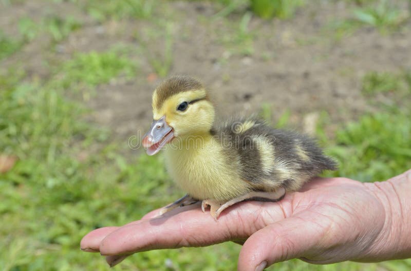 Small duckling stock image. Image of animal, detail - 104985405