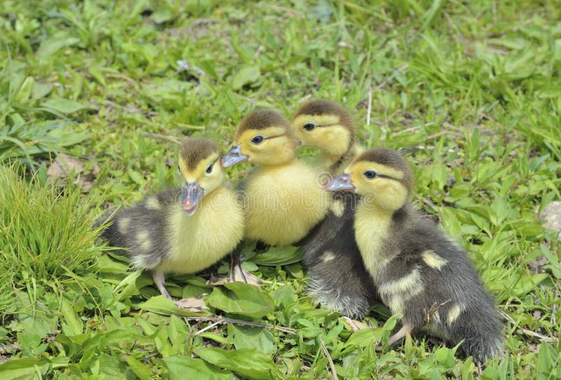 Small ducklings stock image. Image of animal, nestling - 109650289