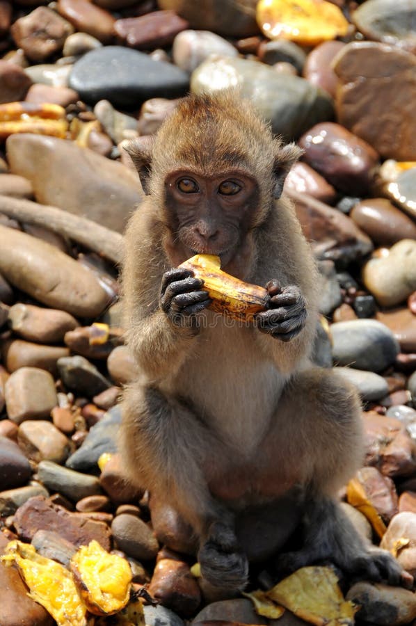 Surprised Macaque Monkey Looking at the Camera Stock Image - Image of ...