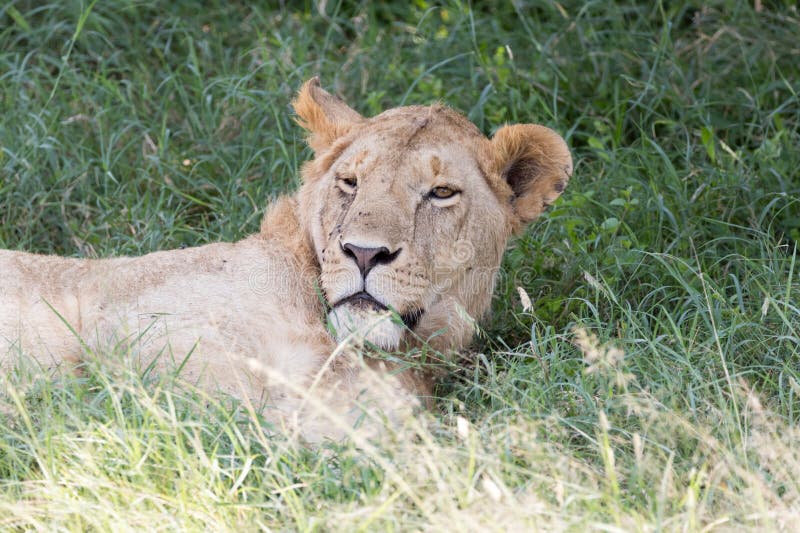 Close-up Very Young Male Lion Stock Photo - Image of predators, fauna ...