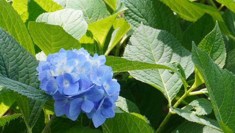 Blue Hydrangea Bloom with Lush Green Leaves. Stock Image - Image of ...