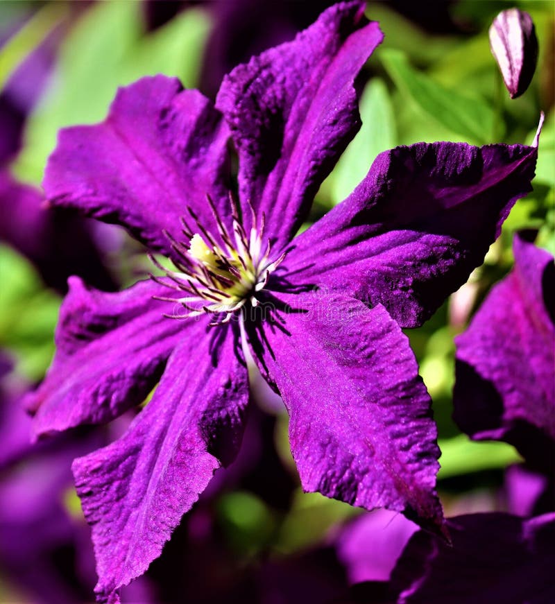 Close Up of Vibrant Climatis Plant Stock Photo - Image of early, fall ...