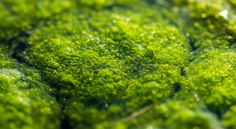 Close-up of Vibrant Green Algae, Showing Numerous Tiny, Round ...