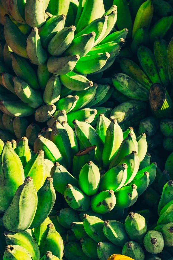 Close-up of Vibrant Green Bananas in Bunches Stock Image - Image of ...
