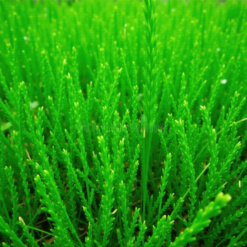 Close Up Vibrant Green Grass Texture Ideal Background , Wallpaper ...