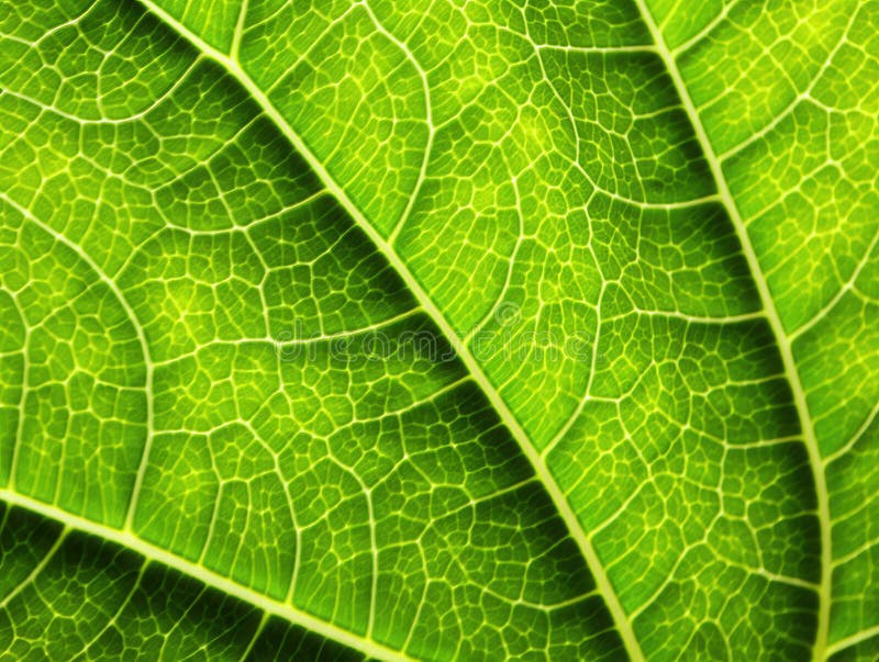 Close-up of Vibrant Green Leaf Vein Pattern, Nature Texture Stock ...