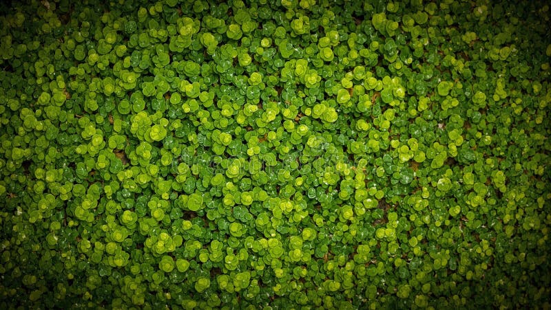 Close Up of Vibrant Green Lemon Tree Leaves Creating a Zesty Pattern ...