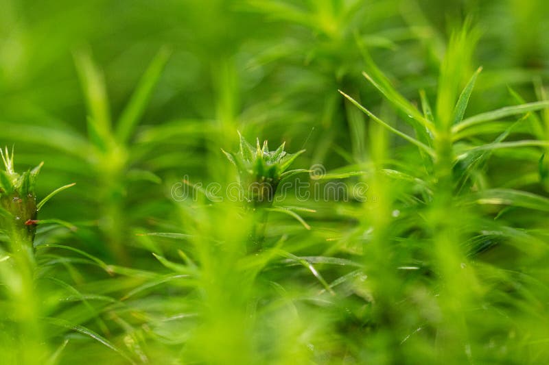 Close-up of Vibrant Green Moss with Sharp Spiky Leaves.. Stock Image ...