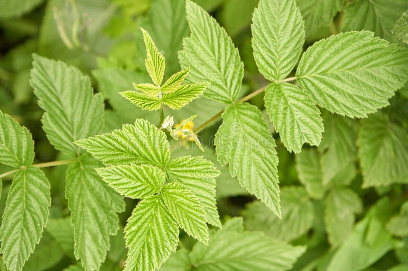 Close Up of Vibrant Green Raspberry Leaves with Intricate Vein Patterns ...