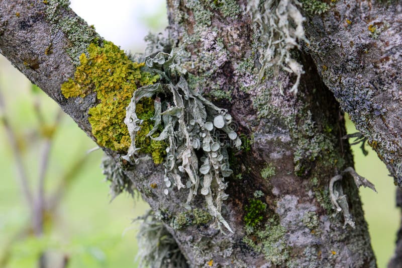 Close-up of Vibrant Lichen Growth on Tree Trunk Stock Image - Image of ...
