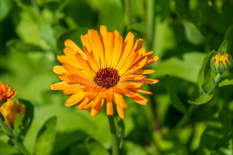 Close Up of a Vibrant Orange Aster Flower Stock Image - Image of head ...