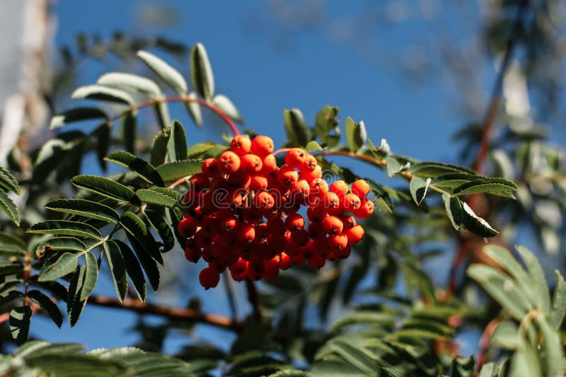 Close-up of Vibrant Rowan Tree Branches in Sunlight Stock Photo - Image ...