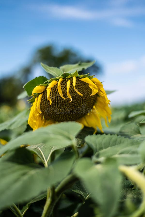 Close-up of a Vibrant Yellow Sunflower in the Process of Wilting Stock ...