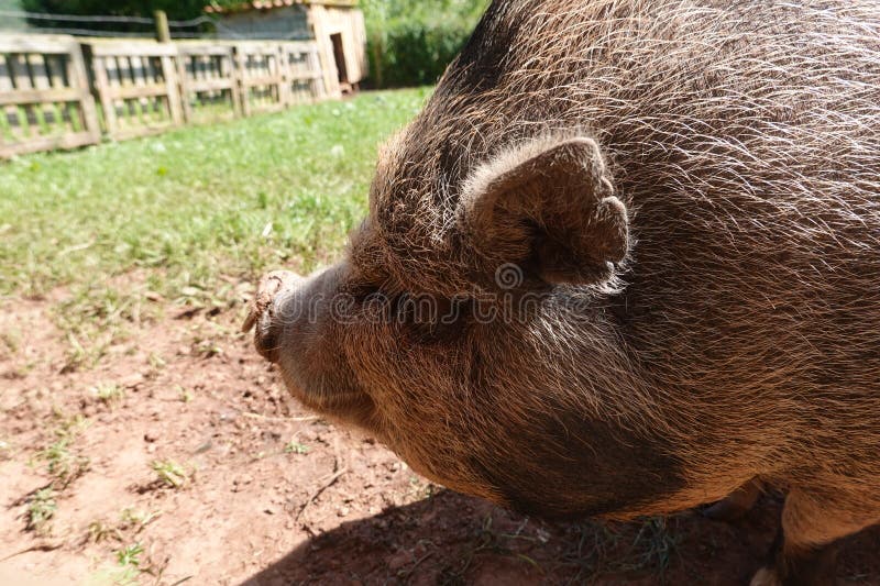 Close-up Vietnamese Pig, Side Face of Pig on a Sunny Day on the Farm ...