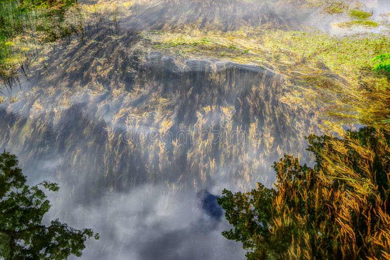 Close Up View from Above on the River Stream and Green Plants. Stock ...