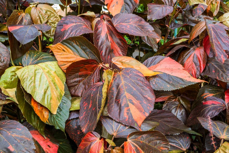 Acalypha Wilkesiana, Common Name Copper Leaf, Jacob& X27;s Mantle and ...