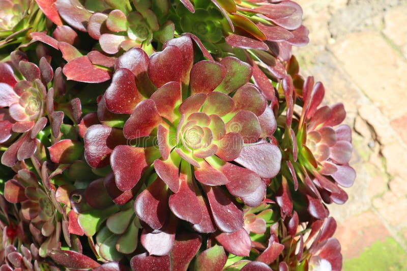 Close Up View of Aeonium Arboreum Stock Image - Image of pink, produce ...