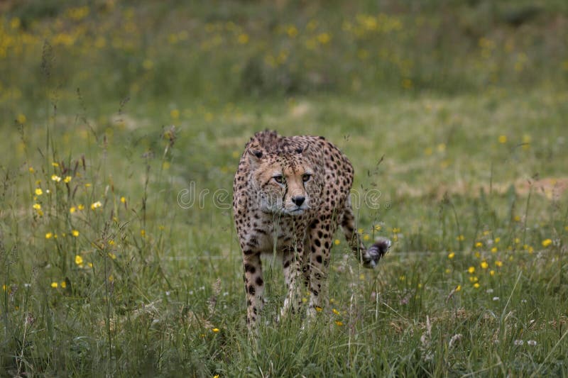 Close-up View of an African Cheetah Walking in the Wild Meadow Stock ...