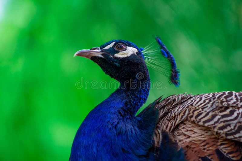Close Up View of the African Peacock, a Large and Brightly Bird Stock ...