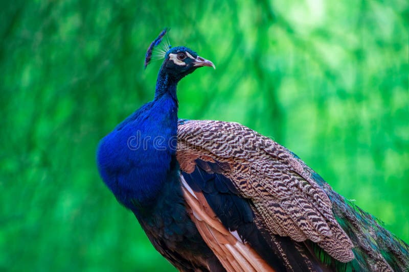Close Up View of the African Peacock, a Large and Brightly Bird Stock ...