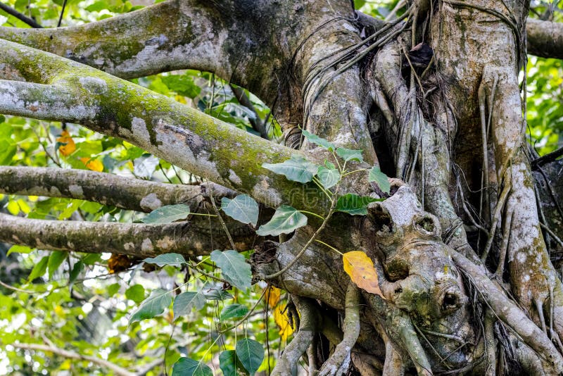 Close Up View of an Aged Banyan Tree Roots and Branches in the Deep ...