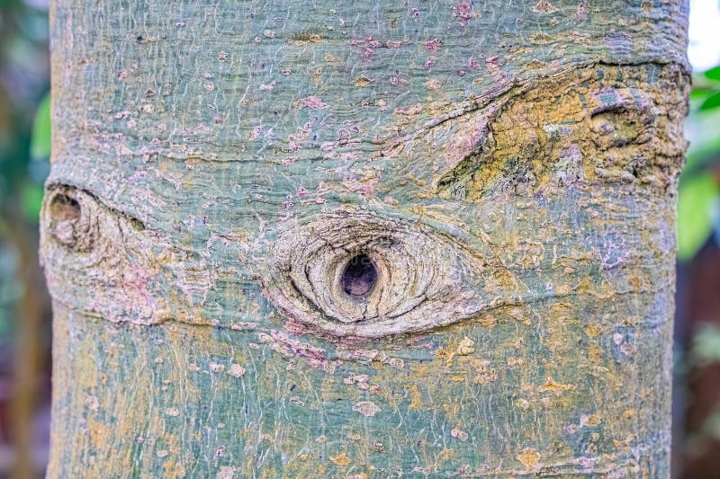 Close-up View of an Aged Tree with a Face-like Pattern, Located in a ...