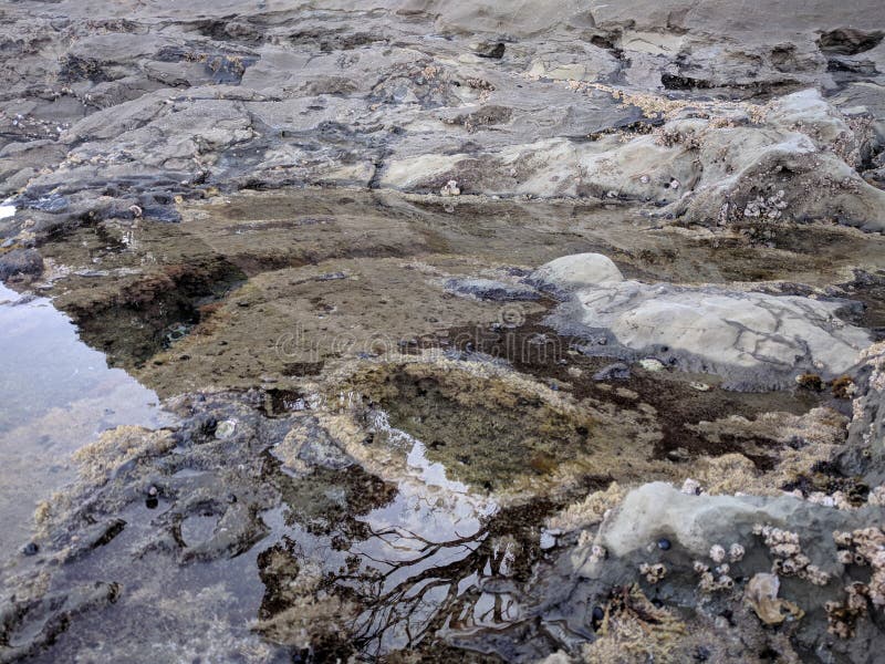The View of Algae and Shells in a Rock Pool at Low Tide Stock Image ...