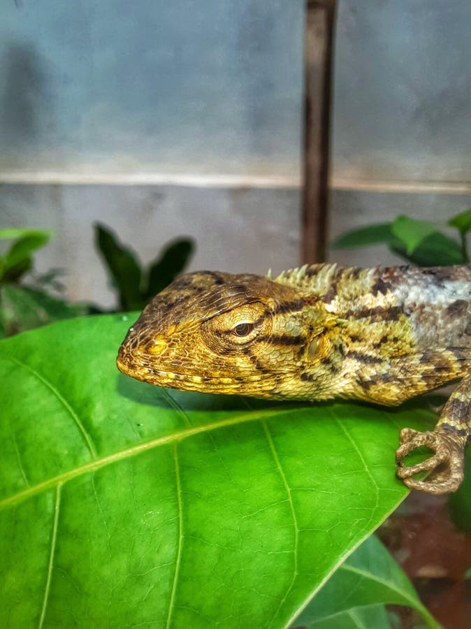 Close-up View of Anole Lizard& X27;s Head on a Leaf Stock Image - Image ...