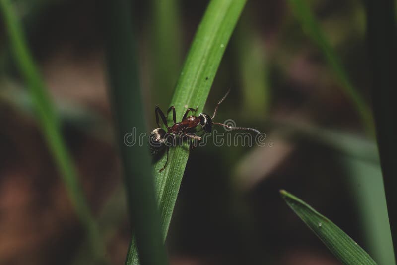 Close Up View with Ant that Crawling Stock Photo - Image of ants, fauna ...