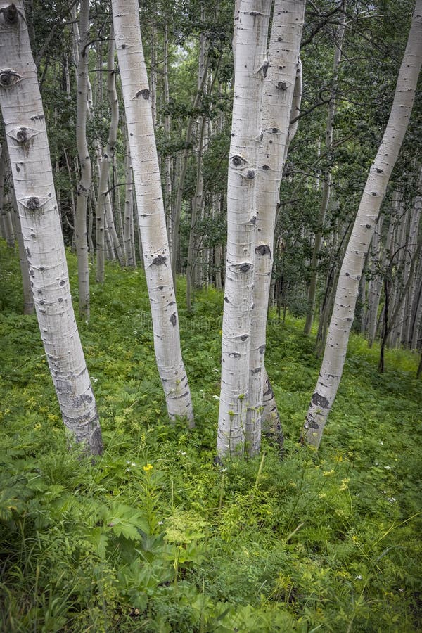 Aspen Trees in Colorado Countryside Stock Photo - Image of spotted ...