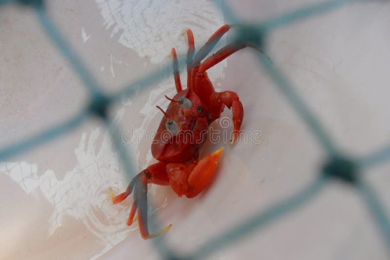 Close-up View of a Baby Crab Stock Image - Image of baby, petal: 283346343