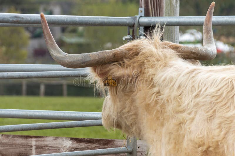 The Back of a Cow stock image. Image of countryside - 219367731