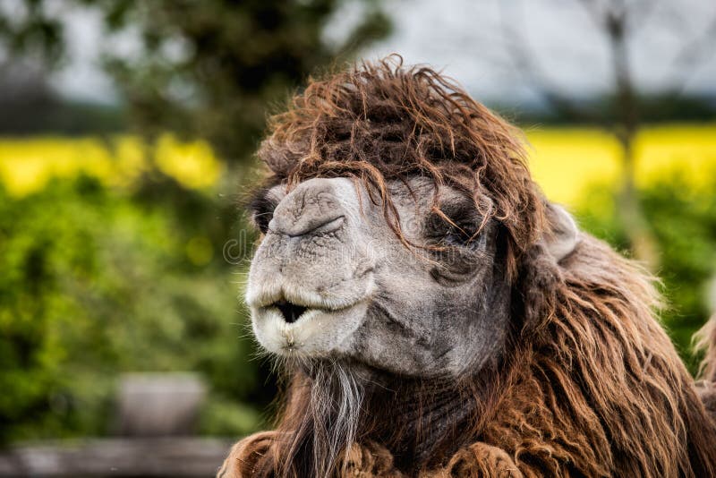 Close-up View of a Bactrian Camel Stock Image - Image of design ...