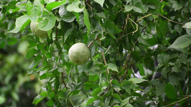 Bael Fruit Hanging on Tree. Aegle Marmelos Fruit Close Up Stock Video ...