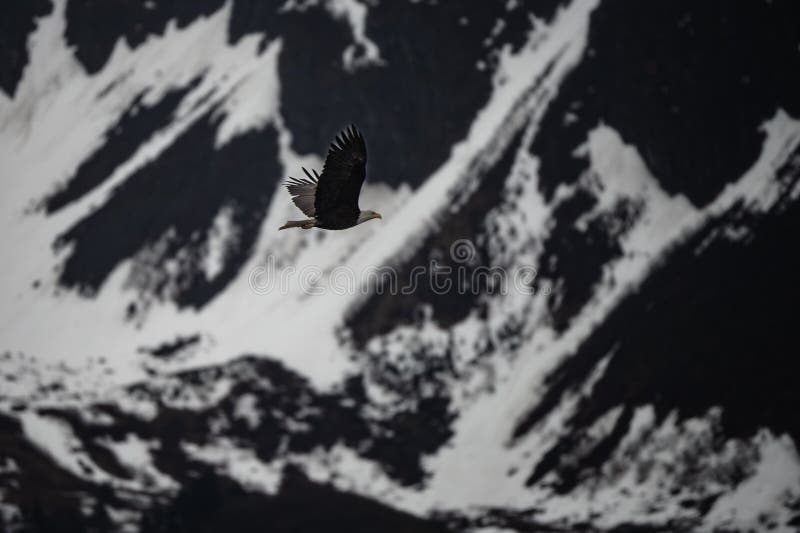 Close-up View of a Bald Eagle Soaring through the Sky with Its Wings ...