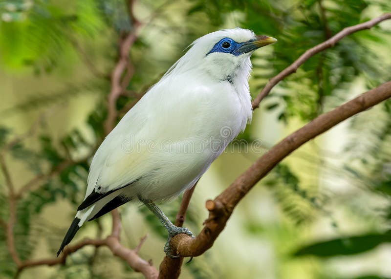 Close-up View of a Bali Myna Stock Image - Image of locally, mynah ...
