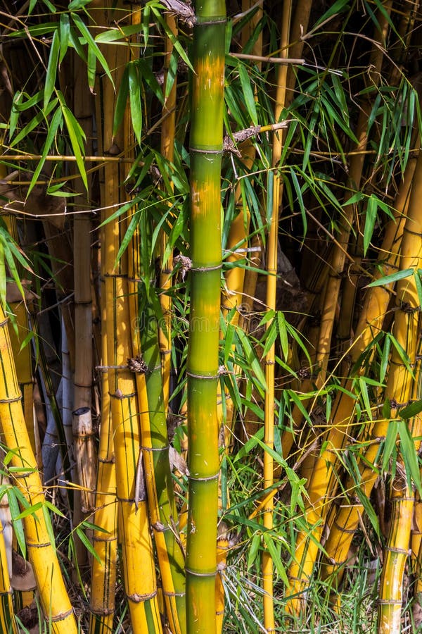 Close Up View of Bamboo Tree Stems Stock Photo - Image of woodland ...