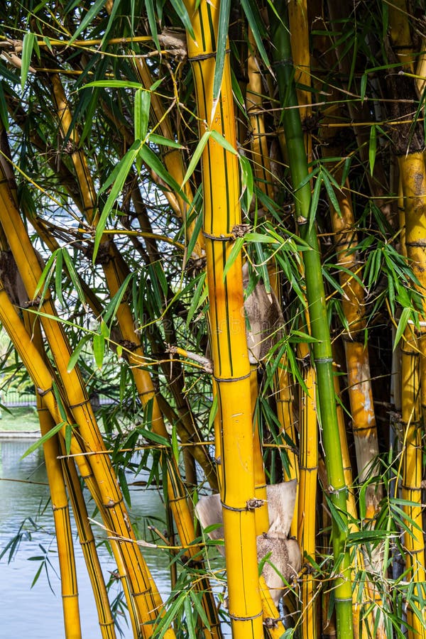 Close Up View of Bamboo Tree Stems Stock Photo - Image of stems, nature ...