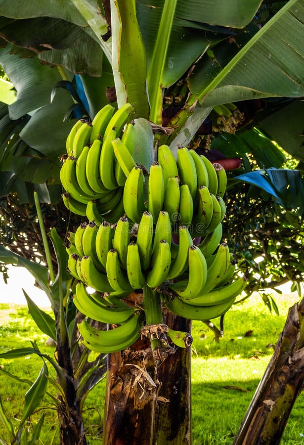 Close Up View of Banana on the Tree Stock Photo - Image of garden ...
