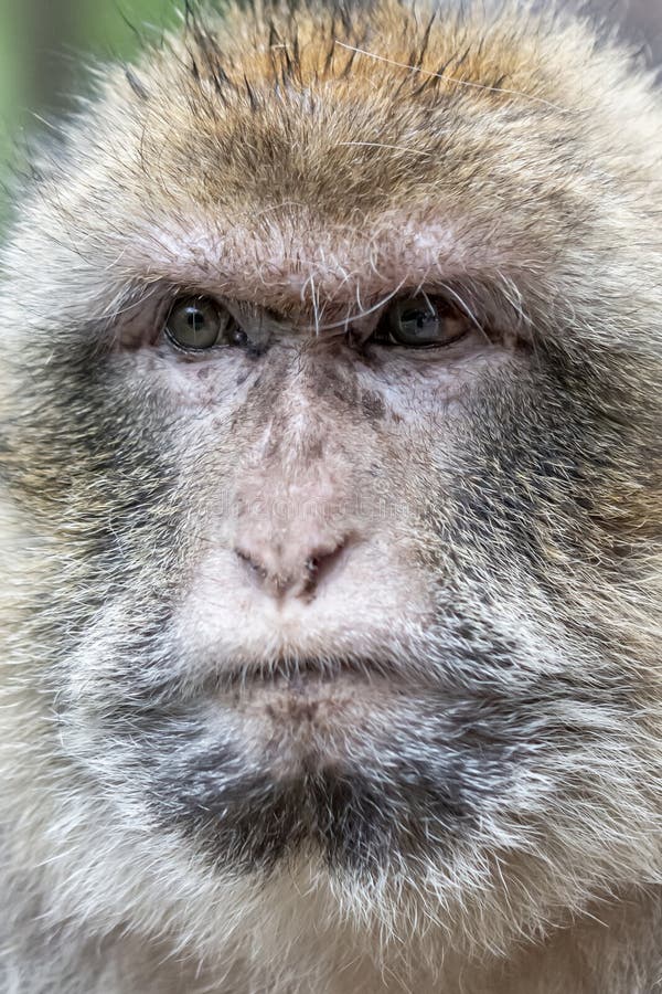 Close Up View of a Barbary Macaque (Macaca Sylvanus) Stock Photo ...