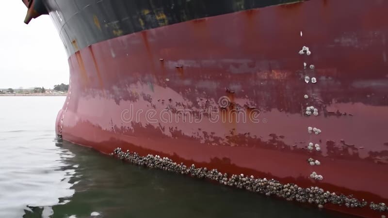 Close Up View of Barnacles and Rust on Ship Hull in Coastal Waters ...