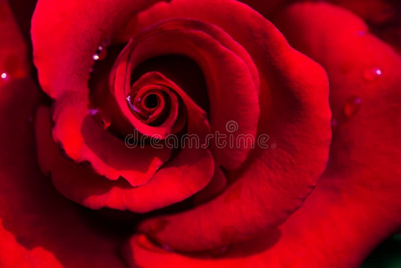 Close-up View of Beatiful Dark Red Rose.Vintage Style Image Stock Image ...