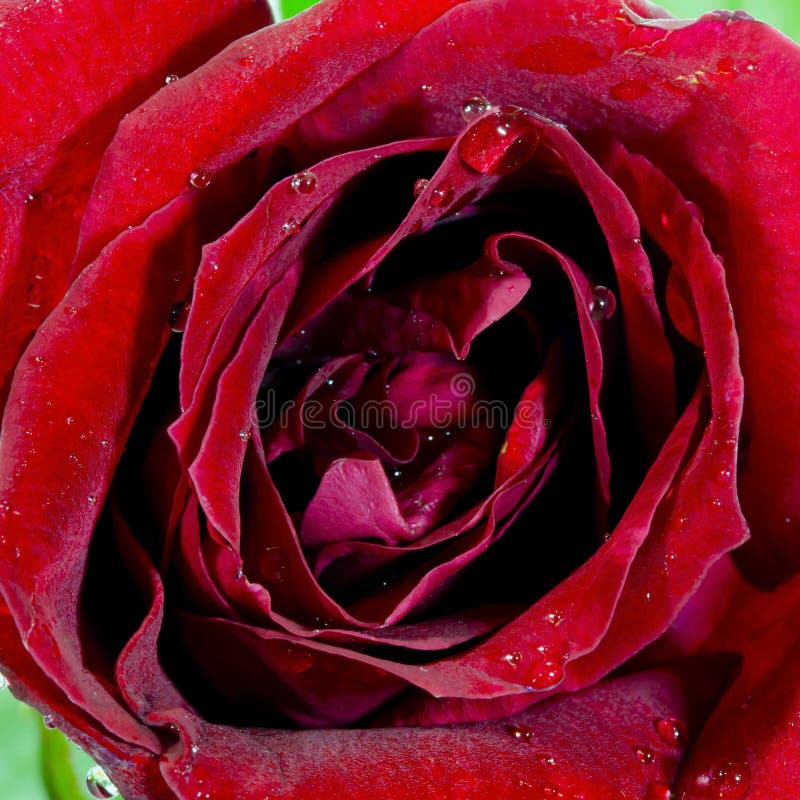 Close-up View of Beatiful Dark Red Rose Stock Image - Image of focus ...