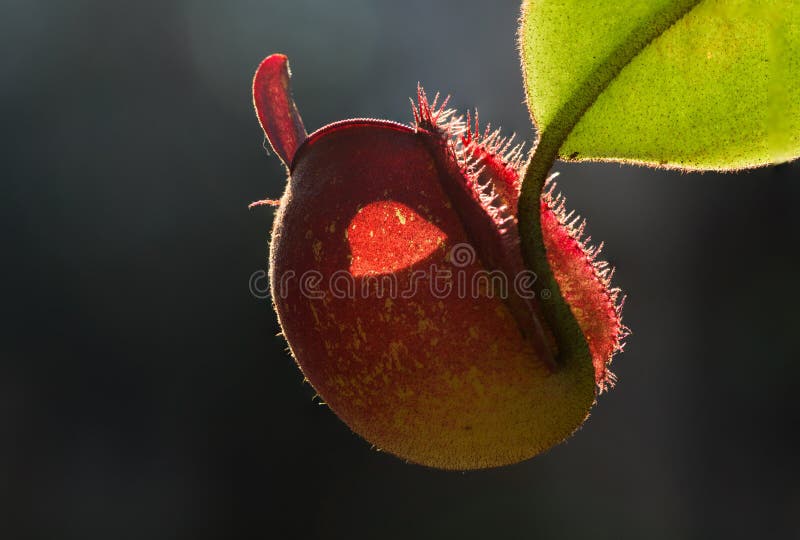 Close-up View of Beautifu Tropical Pitcher Flower Stock Photo - Image ...