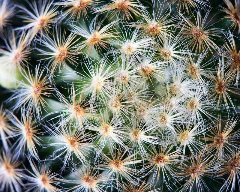 Beautiful cactus flower stock image. Image of purple - 119291979
