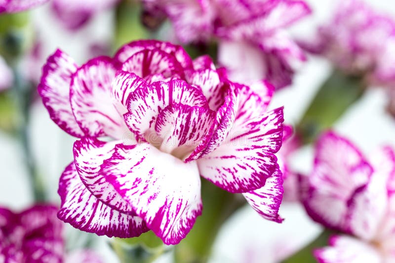 Close Up View of Beautiful Carnation Flowers Stock Image - Image of ...