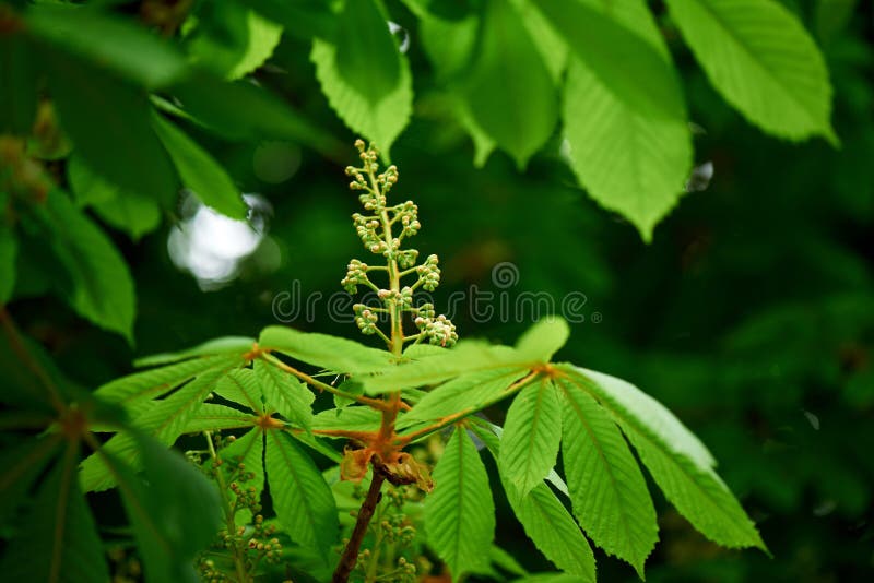 Close-up View of Beautiful Chestnut Tree with Bright Green Leaves Stock ...